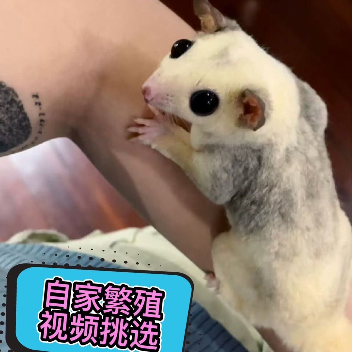 玩家蜜袋鼯活宠蜜袋鼬活物幼体白脸马赛克宝宝网红蜜袋鼬飞鼠袋鼠