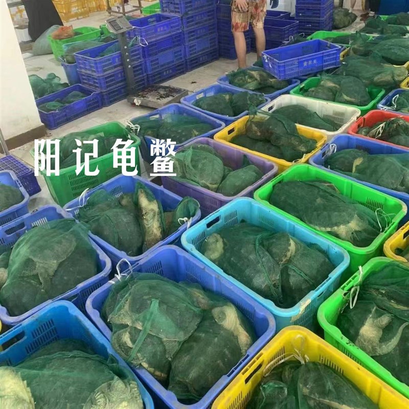 北美鳄龟活物食用人工养殖煲汤红烧观赏鳄龟大鳄食用