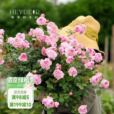 海蒂的花园 铃之妖精勤花抗病月季微月阳台庭院盆栽花卉植物花苗