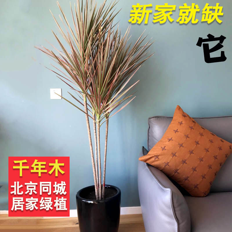 三色龙血a树马尾铁千年木客厅室内净化空气盆栽办公室大绿植物北