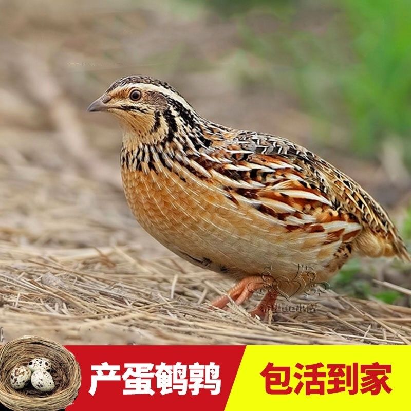 鹌鹑活苗青年产蛋王鹌鹑苗家养宠物鸡好养宠物鹌鹑包邮包下蛋包活