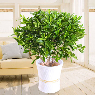 非洲茉莉四季常青吸甲醛大型绿植