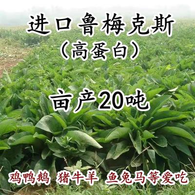 进口多年生鲁梅克斯种子俄