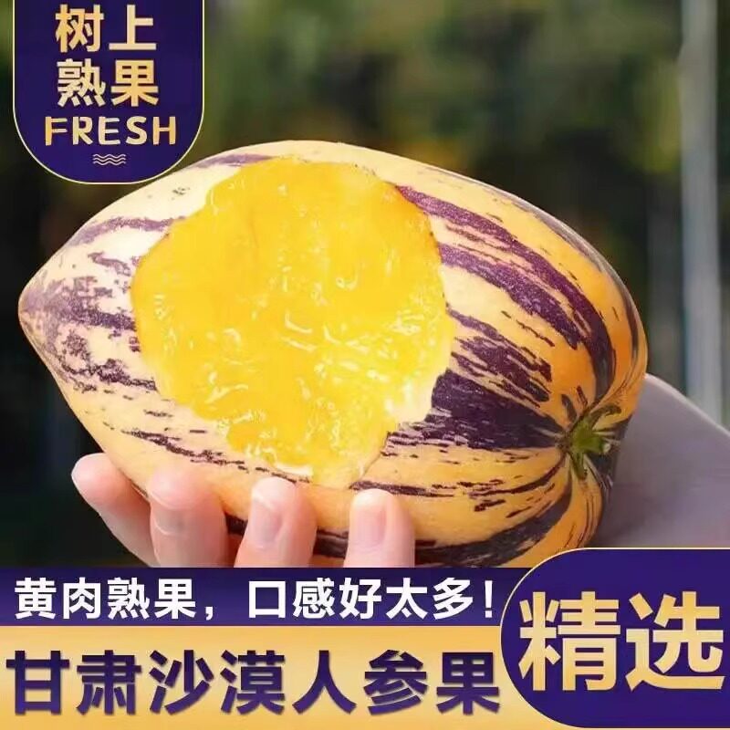 正宗民勤人参果甘肃沙漠当季人参果新鲜水果鲜果黄肉果熟果树上熟