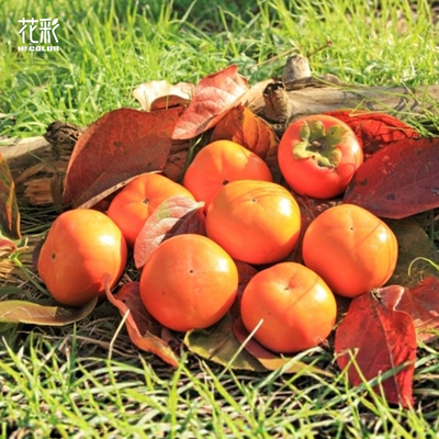 花彩柿子裸根苗太秋甜柿果味脆甜