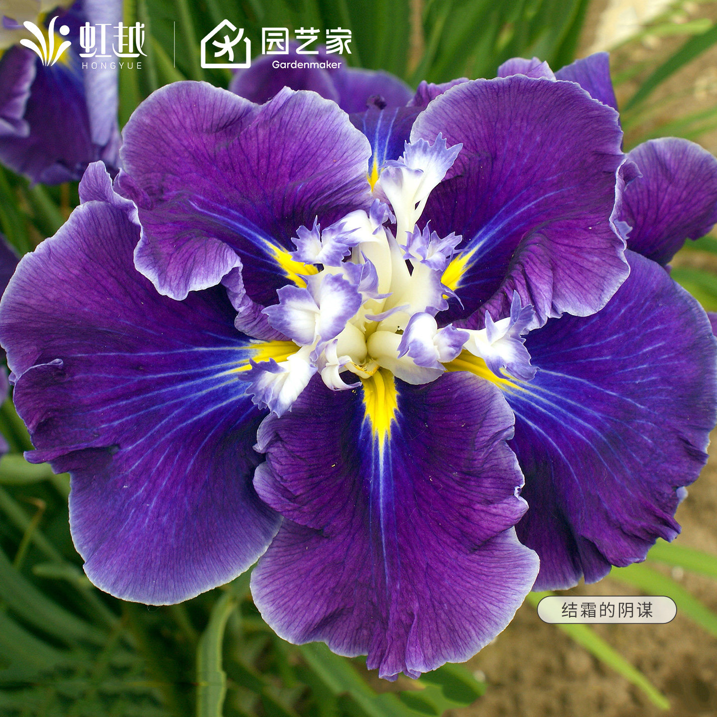 玉蝉花苗黄菖蒲裸根苗大花菖蒲虹越进口结霜的阴谋鸢尾花苗种球