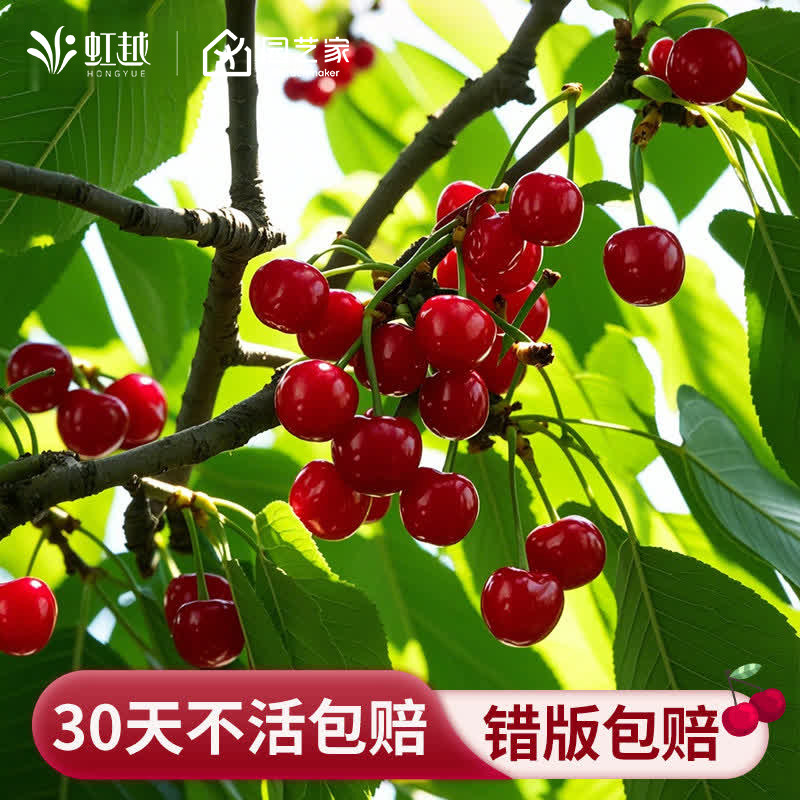 虹越车厘子樱桃红妃樱桃车厘子地栽盆栽矮化果树果苗南方种植