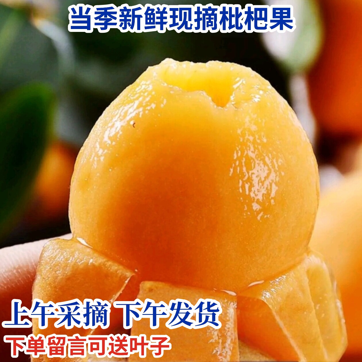 【农家地头直发】老树枇杷云南蒙自新鲜现摘的琵琶果