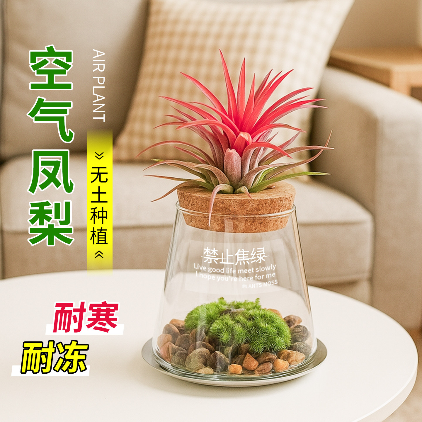 空气凤梨无土植物盆栽绿植工位好物摆件情绪稳定小盆栽室内好养活