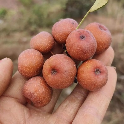 棠梨果小梨果山沙梨老树疙瘩梨黑梨果消化开胃果止咳大树招财