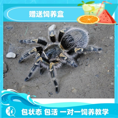 巴西巨人金直间苗子公母宠物蜘蛛