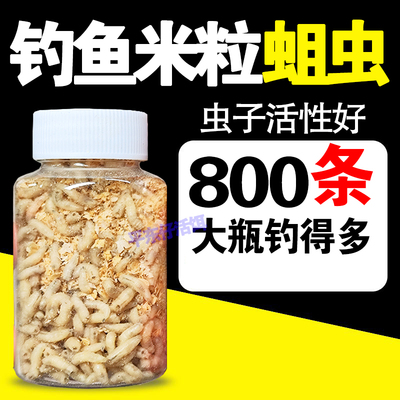 【米粒蛆虫】鲜活蛆虫溪流石斑鱼公鱼米粒蛆小个体蛆虫冰钓小鱼饵