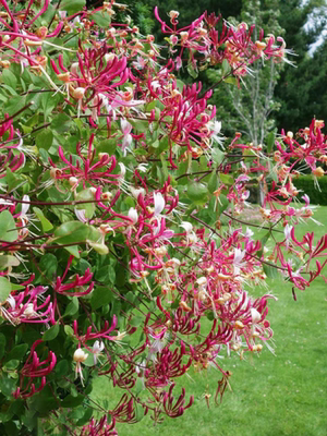 耐寒金银花树苗多季节开花卉室内盆栽老桩室外爬藤攀援植物