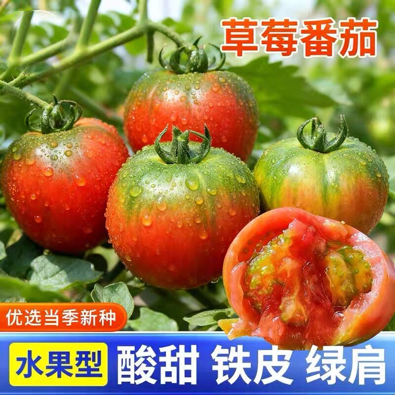 草莓番茄种子水果型酸甜铁皮绿肩四季种植盆栽蔬菜籽西红柿种籽大