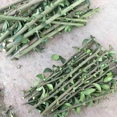 灌木金弹子 品种嫁接枝条【包湿密封发货】