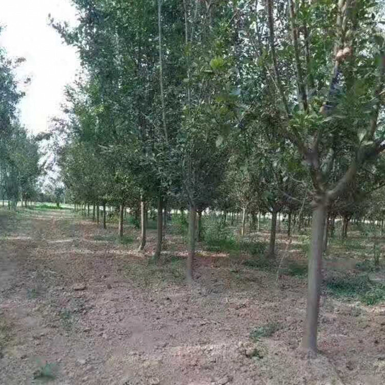 苗木 工程绿化 园林 15公分西府海棠庭院种植西府海棠 绿化树乔木