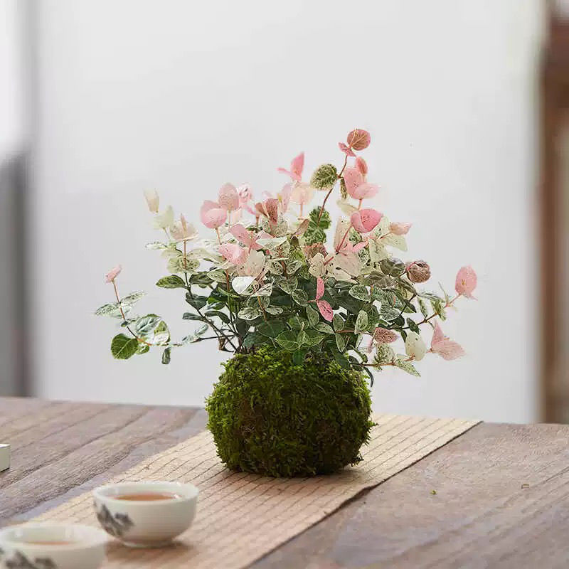花叶络石苔藓球盆栽水培植物室内花卉净化空气桌面绿植吊兰爬藤