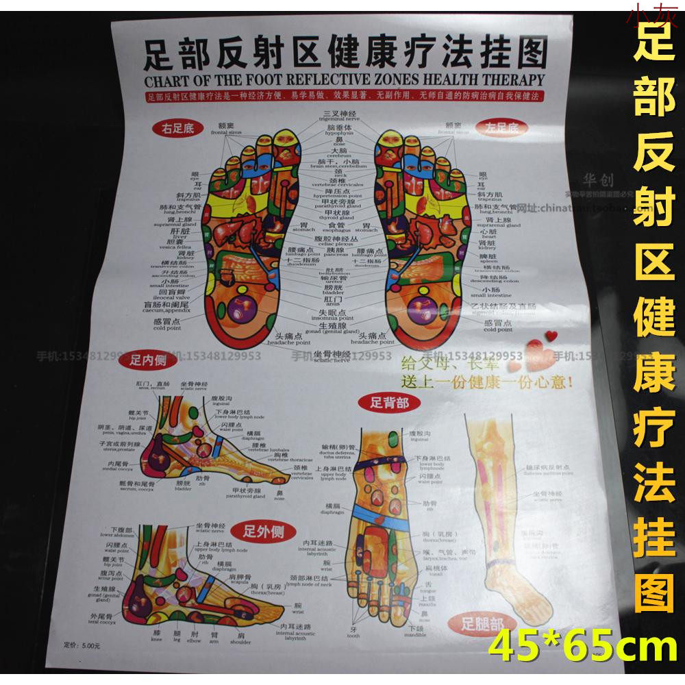 养身馆足部反射区健康疗法挂图医院脚底穴位按摩效果教学教程足疗