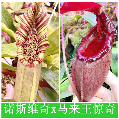 诺斯维奇x马来王惊奇猪笼草种子苗NV x（Rajah x Mira）TP9226