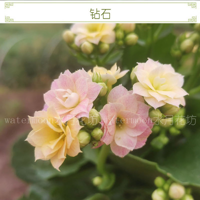 水月花坊长寿花草本室内四季