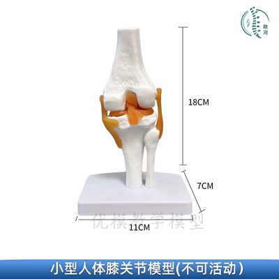膝关节半月板交叉韧带活动膝盖骨