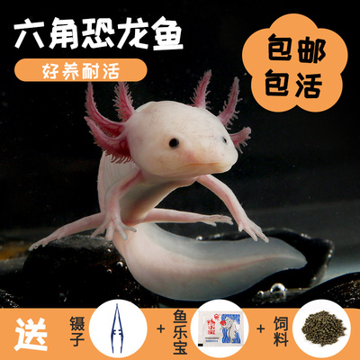 【包活】六角恐龙鱼蝾螈活物冷水淡水鱼好养耐活金鱼锦鲤观赏鱼