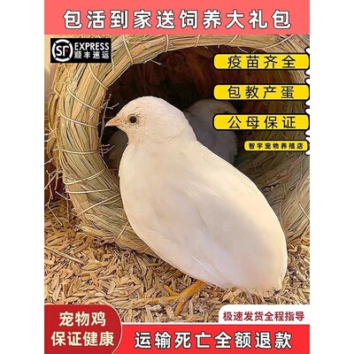 网红宠物鸡活物迷你观赏家养小鸡下蛋全色系40-60天青年活体包邮