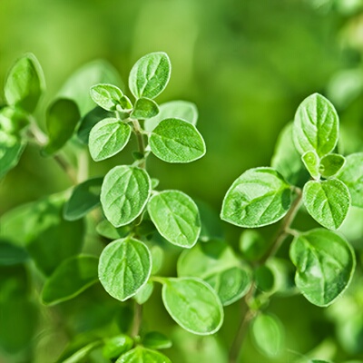 食用甜牛至种子马郁兰马约兰奥勒岗甘牛至西餐料理香草盆栽植物