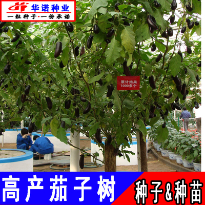 高产茄子树种子种苗四季种植