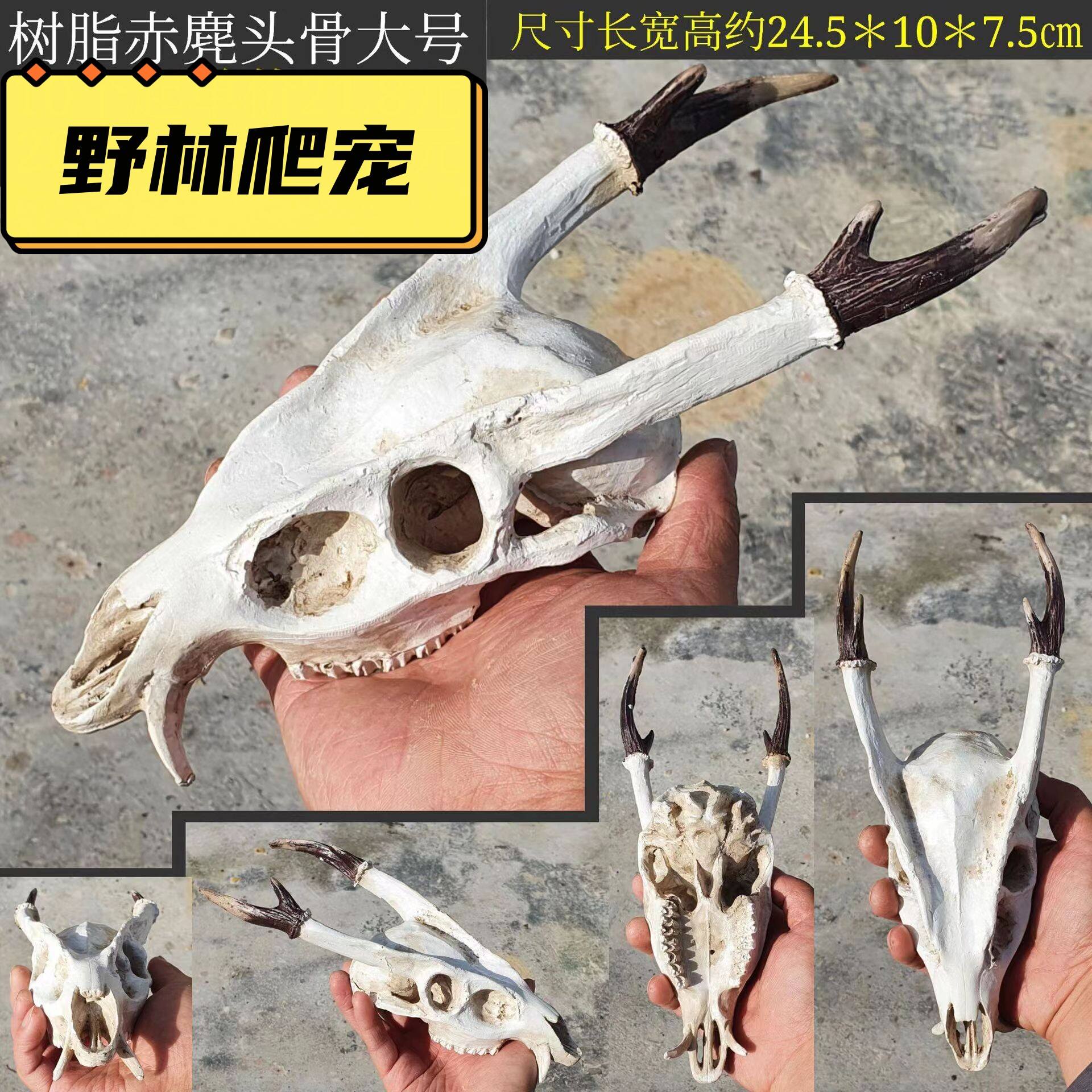 树脂龙头骨造景晒台爬宠躲避窝饲养箱摆件蜥蜴晒台生态缸装饰假山