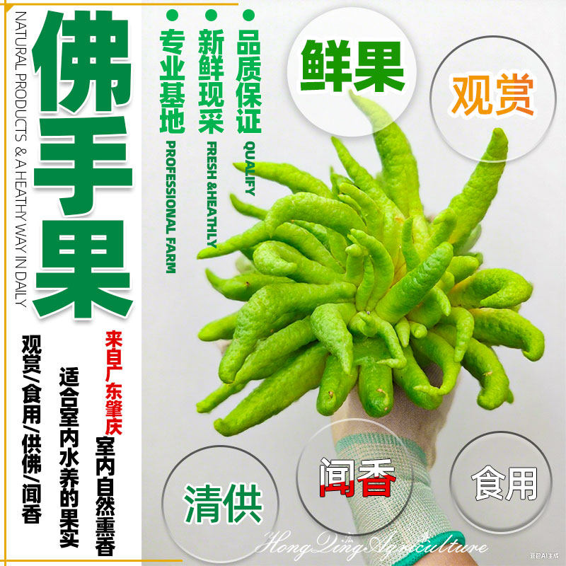 佛手柑带枝水养广佛手柑闻香观赏观赏室内水培绿植摆件新鲜香橼果