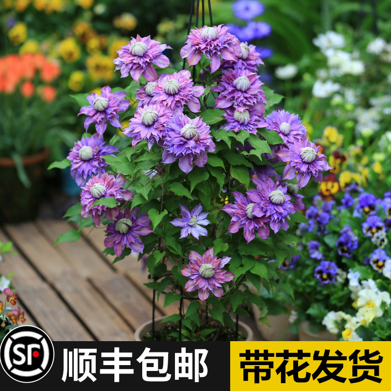 耐寒铁线莲大苗爬藤植物室内外庭院阳台花卉乌托邦四季开花好养活