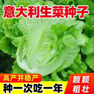 意大利生菜种子高产新种发芽率高