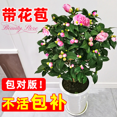 茶花树苗四季开花香妃花卉绿植