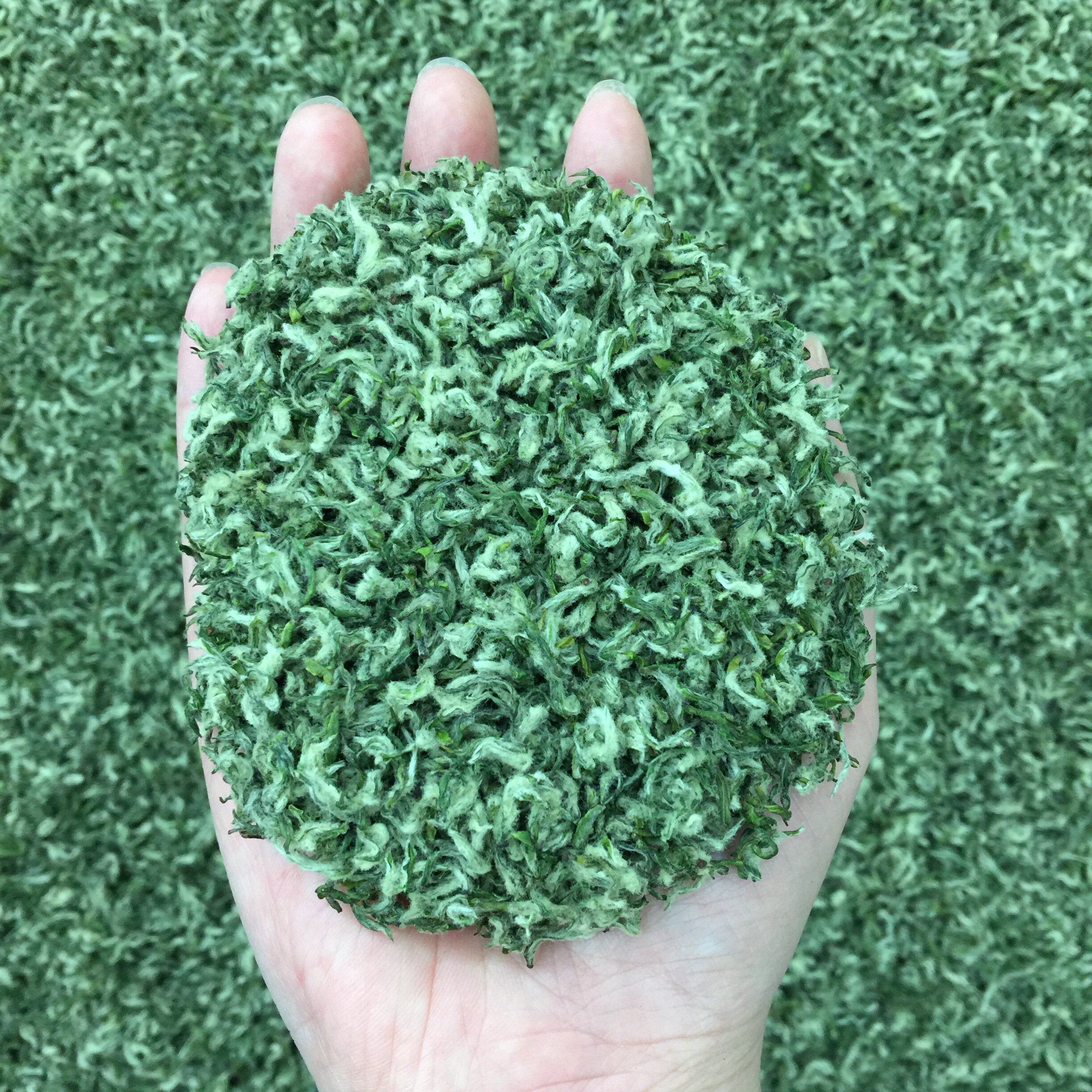 松泉茶行2026年新茶特级碧螺春茶叶全芽头500g一斤装