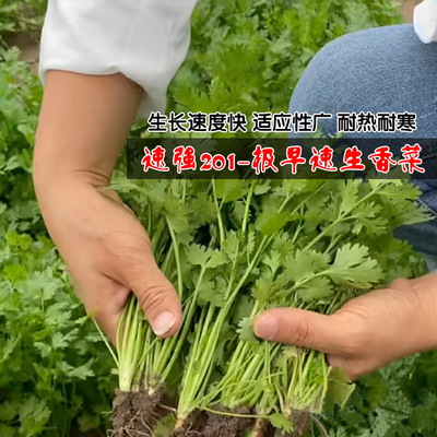 四季大叶香菜速生香菜浓香高产三天生香菜农家种香菜新鲜蔬菜大全