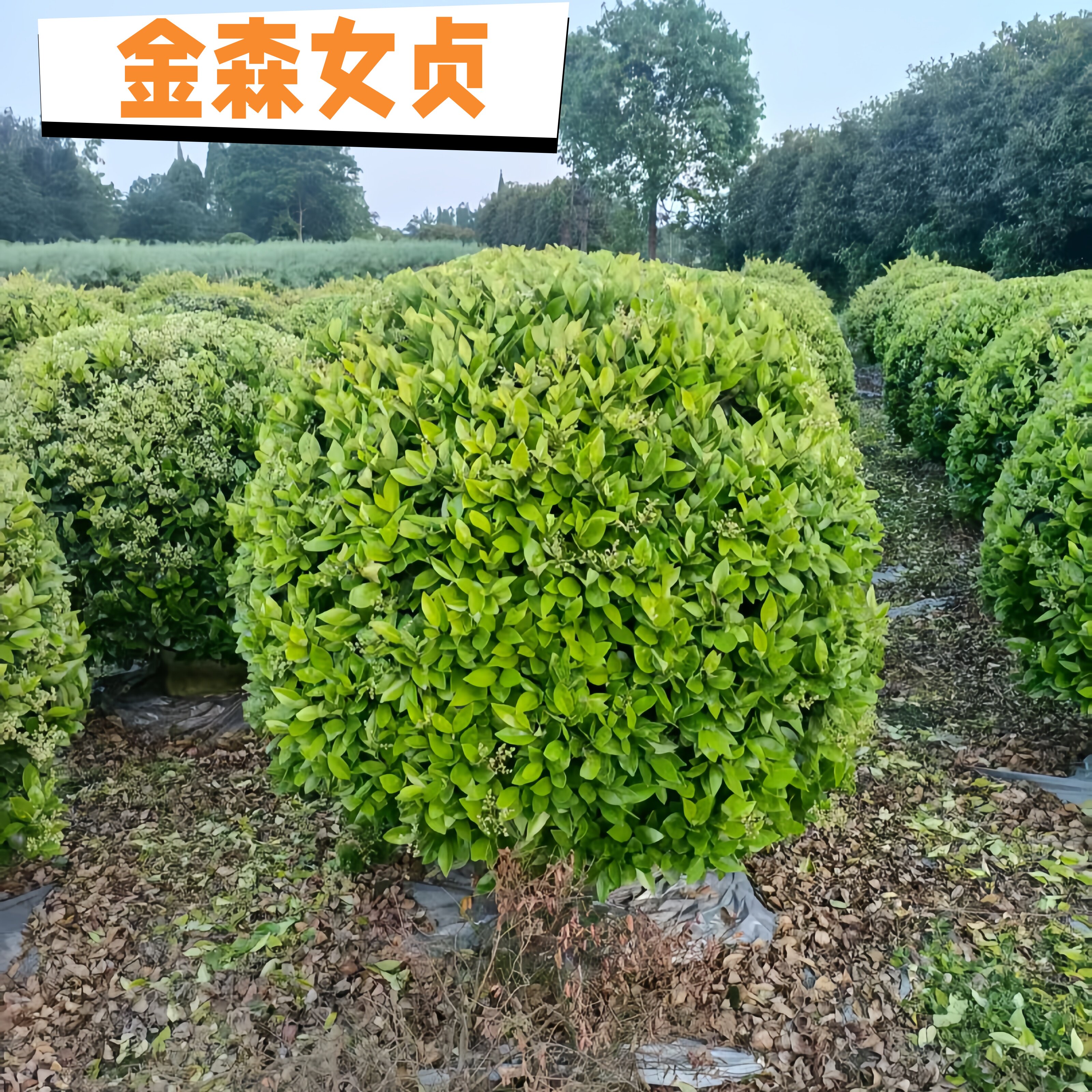 金森女贞树苗四季常青彩色树庭院篱笆耐寒耐旱绿化带工程苗易成活