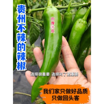 贵州特产大辣椒露天种植