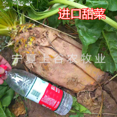 上谷高产饲用甜菜包邮牧草种子