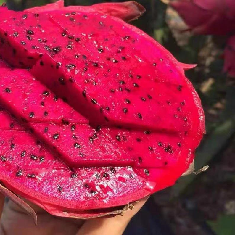 红心火龙果孕妇宝宝水果农产品广西农家种植新鲜采摘