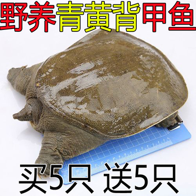 青黄背甲鱼【买5只送5只】