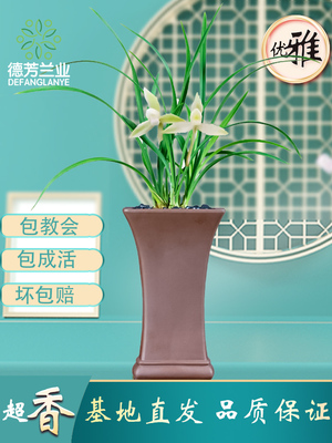 兰花苗春兰白雪冰心四季兰草浓香花卉室内阳台观花叶盆栽植物好养