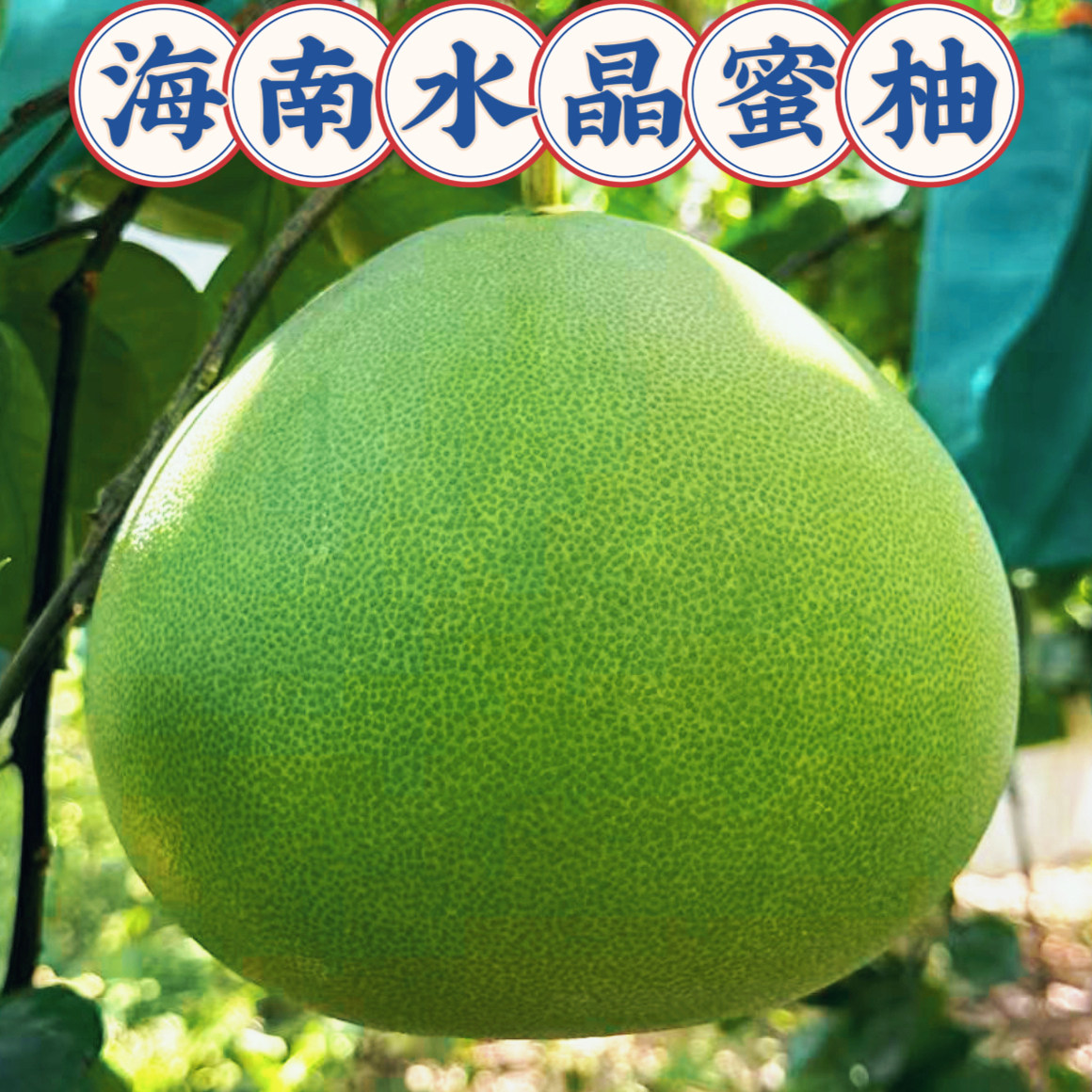 海南富硒青皮水晶蜜柚水晶柚子当季新鲜采摘水果顺丰甜蜜