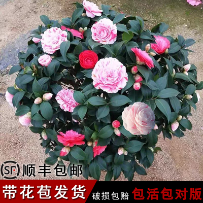 顺丰包邮茶花室内外香妃五色赤丹
