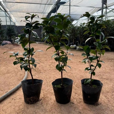 四季香妃茶花盆栽带花苞十八学士山茶花树苗多色好养花苗室内植物