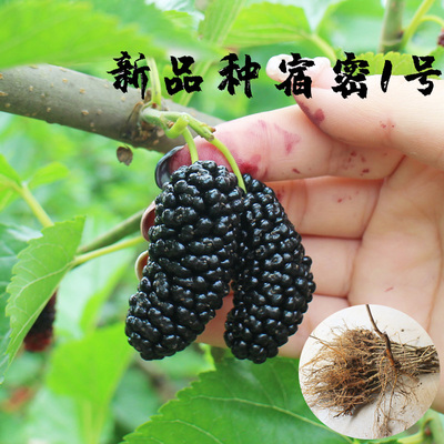 桑树四季苗果树大叶苗大果养蚕嫁接苗水果黑白桑葚苗南方北方种植