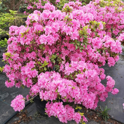 安酷杜鹃花大苗四季常绿三季开花