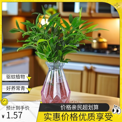 驱蚊竹柏水培盆栽四季常青