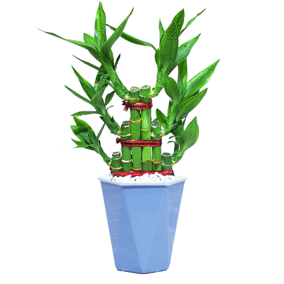 荷花竹一帆风顺室内客厅水培好养