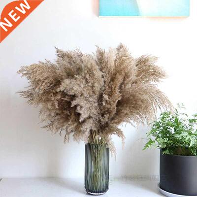 5PCS 80CM Natural Reed Dried Flower Big Pampas Grass Weddin